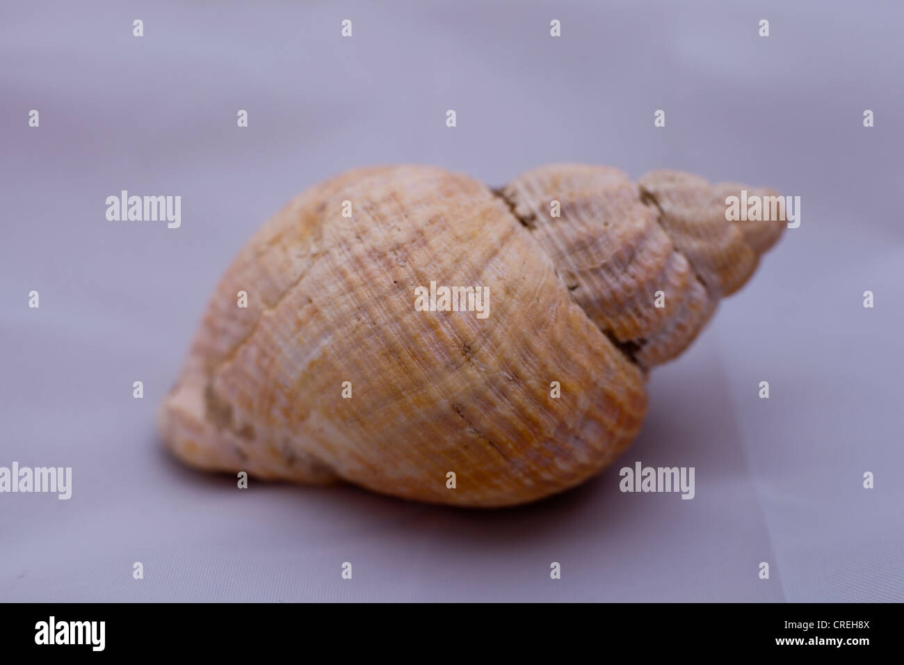 Whelk shell hi-res stock photography and images - Alamy