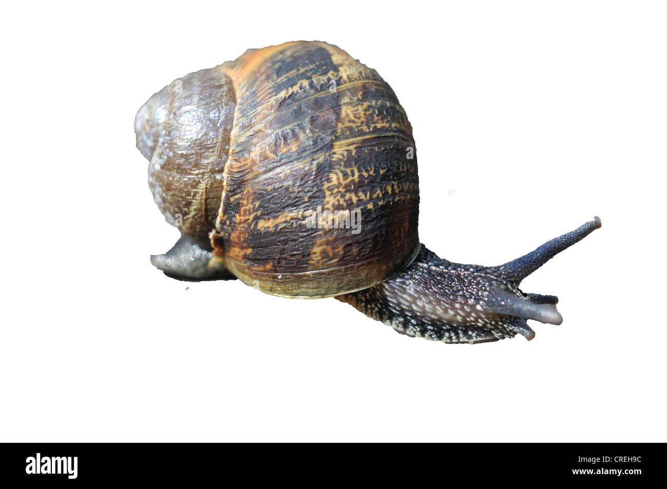 snail cut out Stock Photo - Alamy
