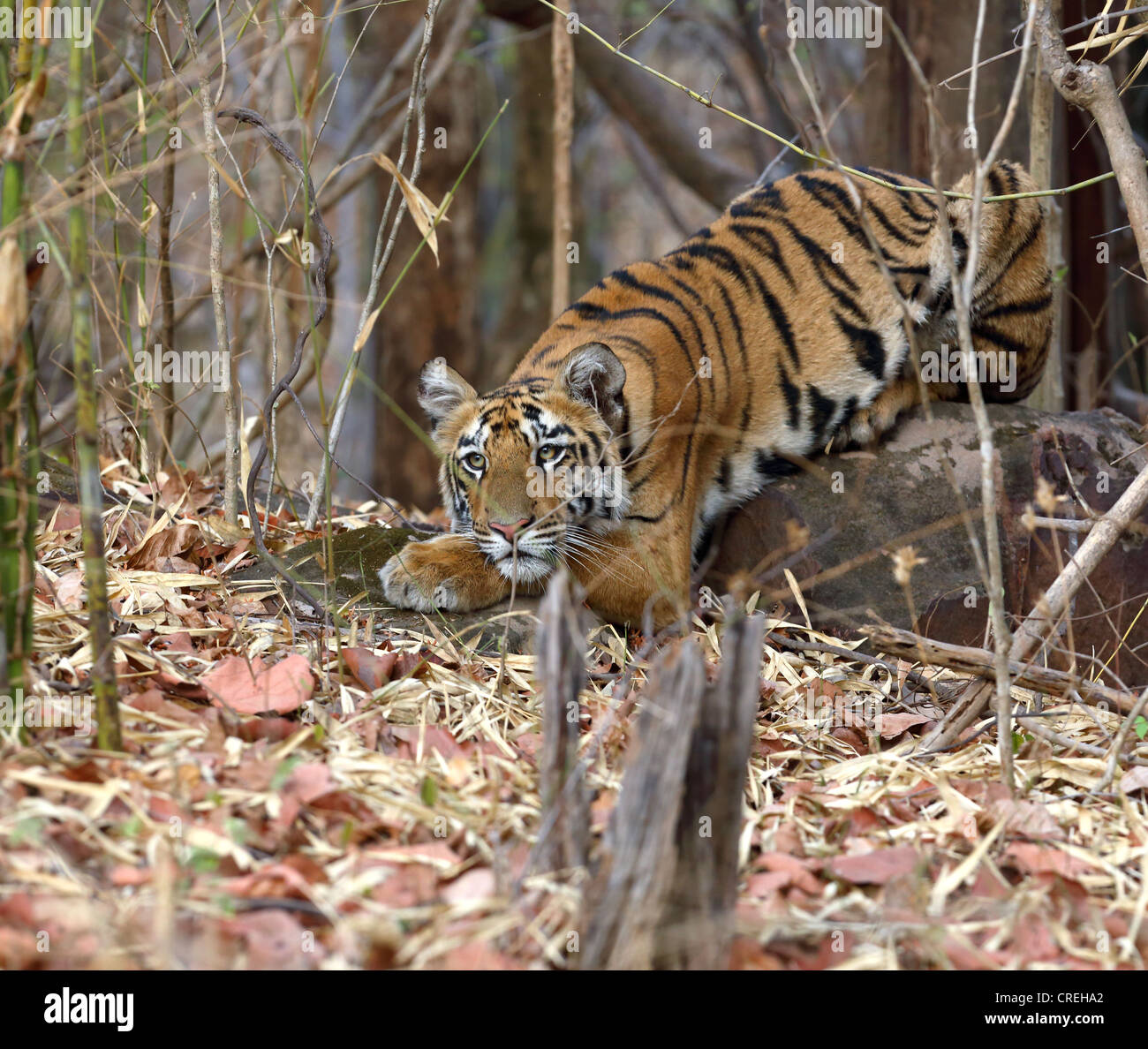 Tiger cub sitting hi-res stock photography and images - Alamy
