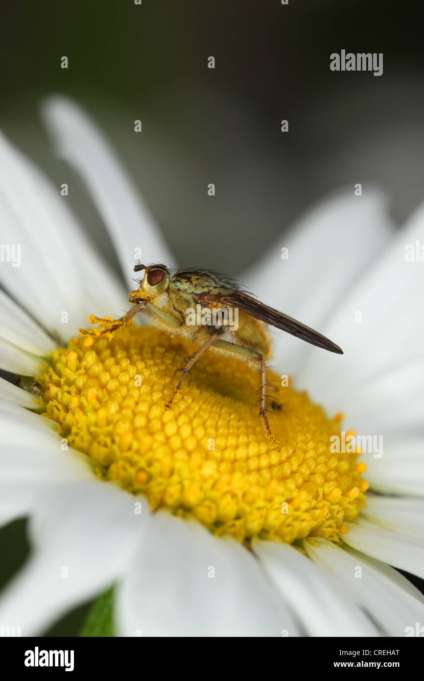 Yellow Dung-Fly Scathophaga stercoraria Pollinating an Ox-eye Daisy ...