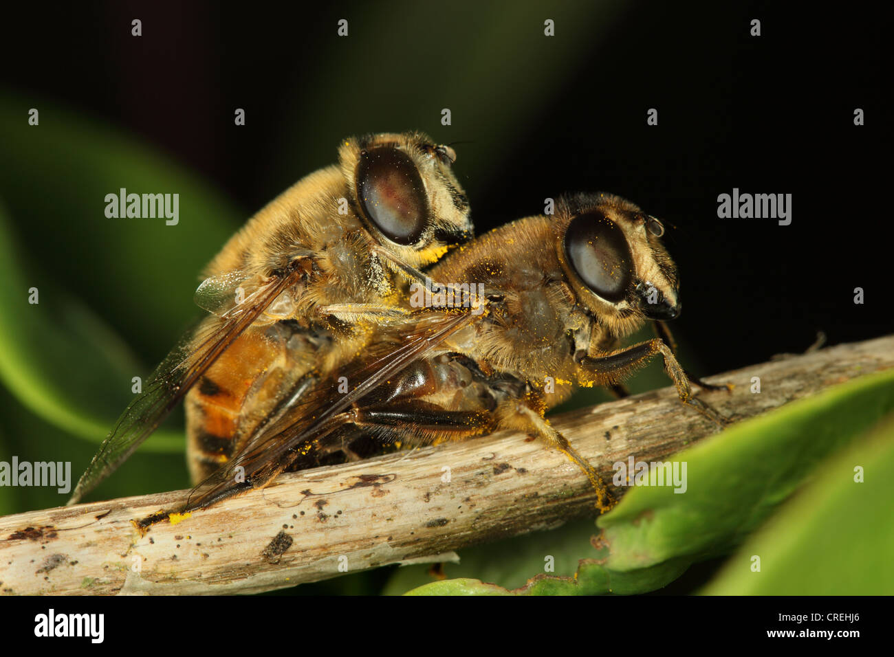 Pollen Covered Myathropa Florae Flies Mating UK Stock Photo - Alamy