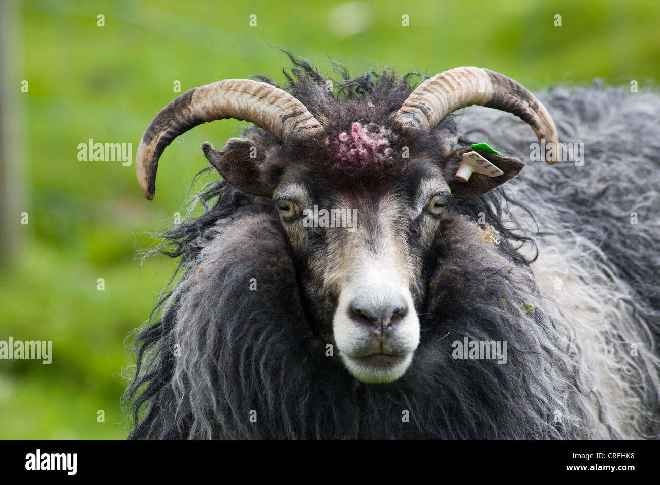 Horned ram on Sheep Island, Faroe Islands, island group in the North ...