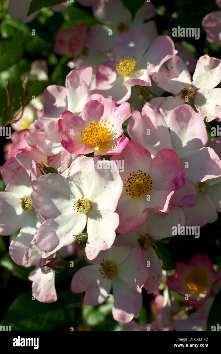 Francis lester rose hi-res stock photography and images - Alamy