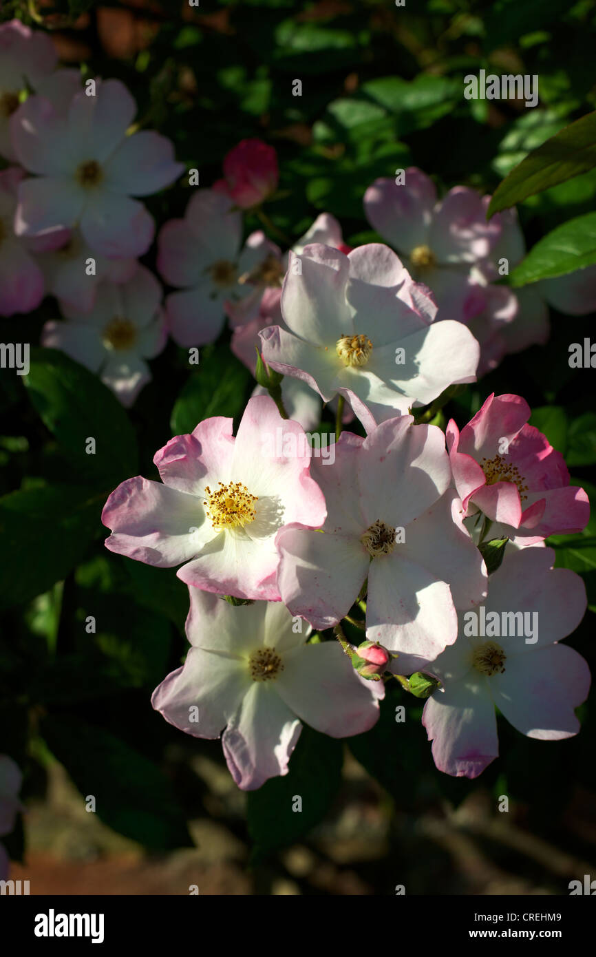 Francis lester rose hi-res stock photography and images - Alamy