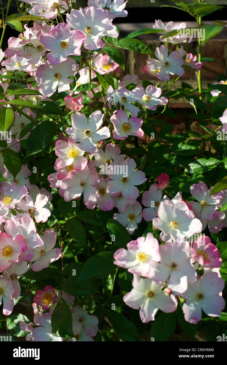 Francis lester rose hi-res stock photography and images - Alamy