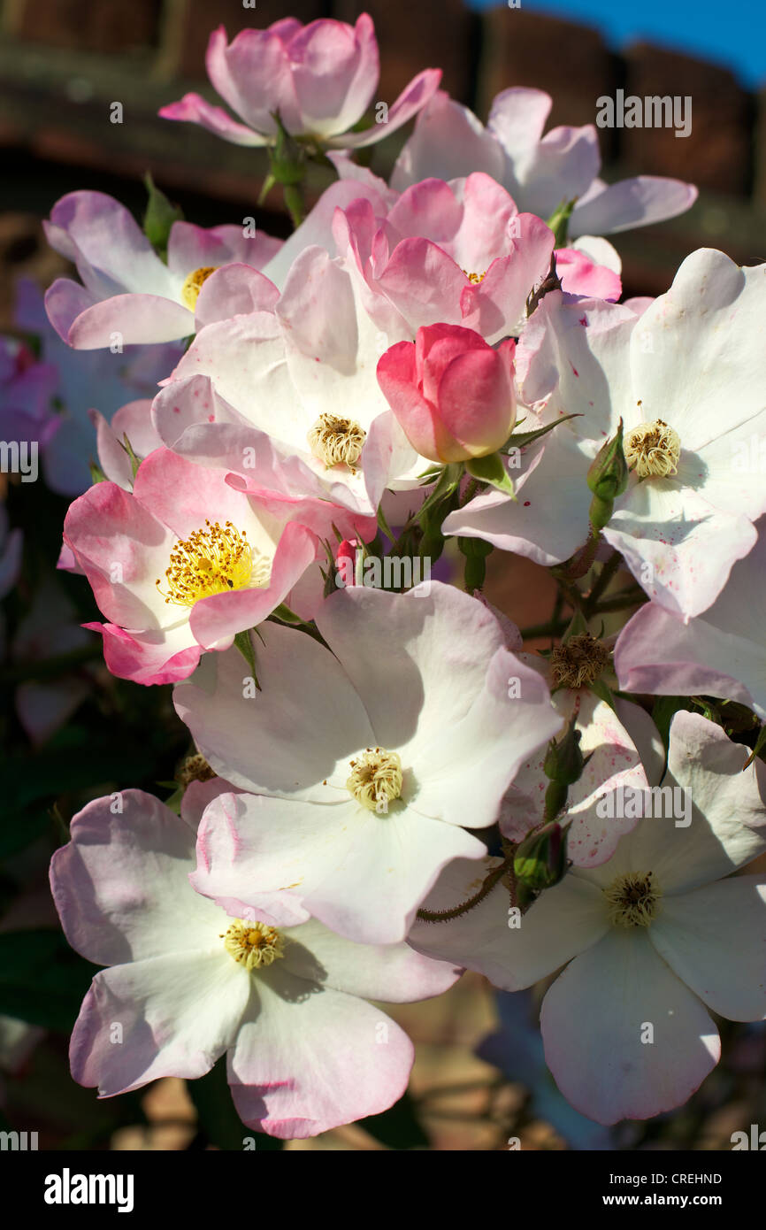 Francis lester rose hi-res stock photography and images - Alamy