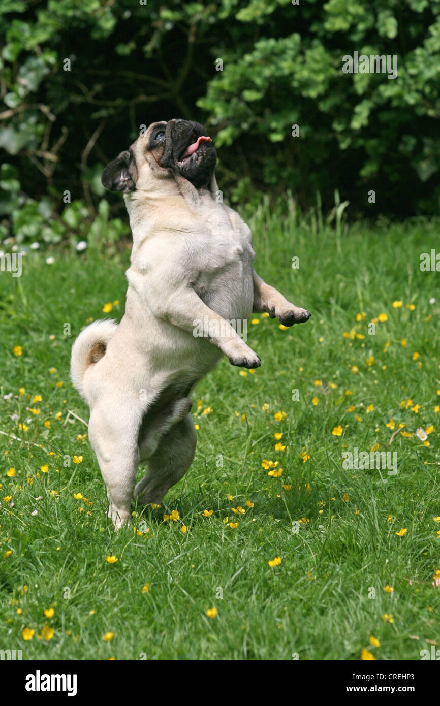 Standing right side on hi-res stock photography and images - Alamy