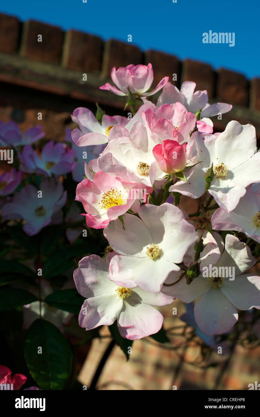 Francis lester rose hi-res stock photography and images - Alamy