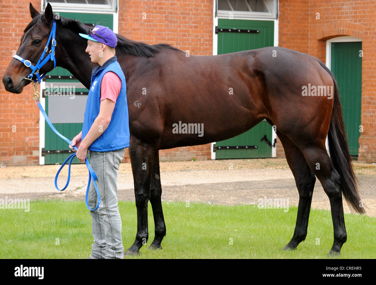 Black caviar racehorse hi-res stock photography and images - Alamy
