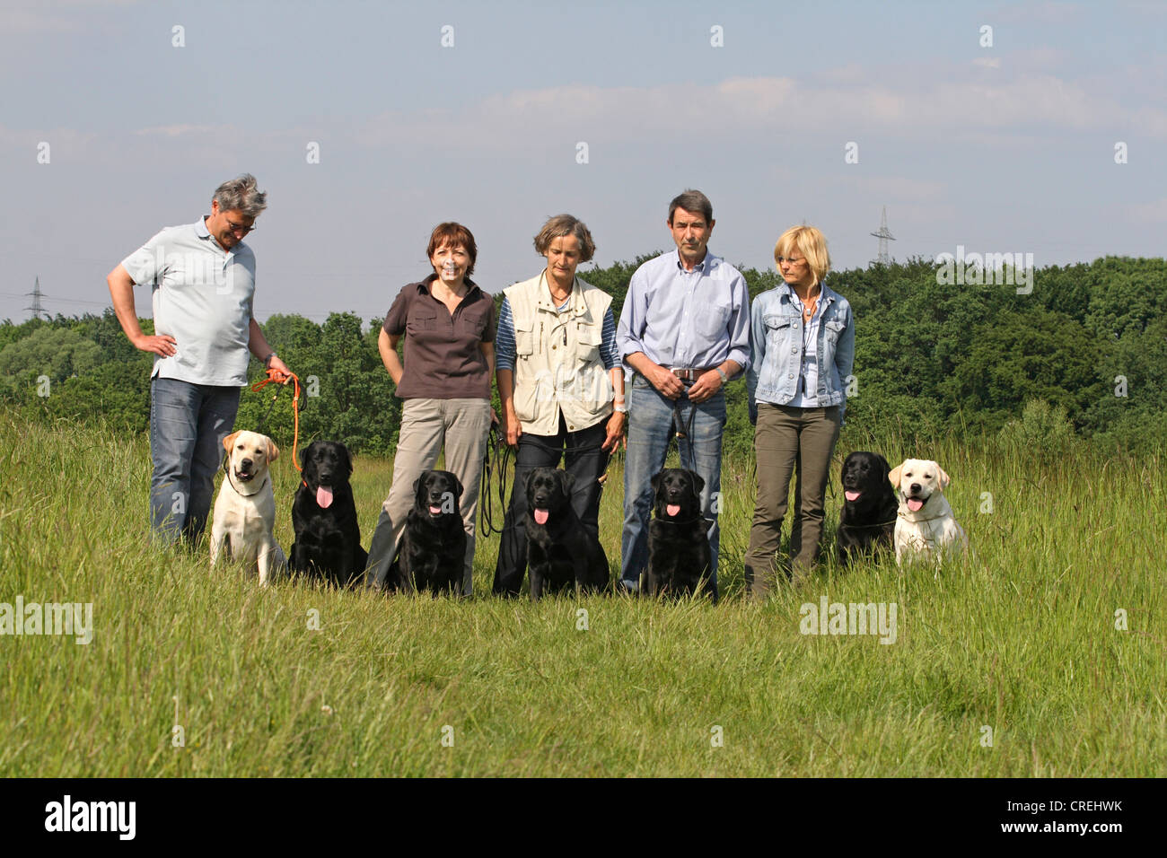 Labrador Retriever (Canis lupus f. familiaris), 5 people with 7 ...