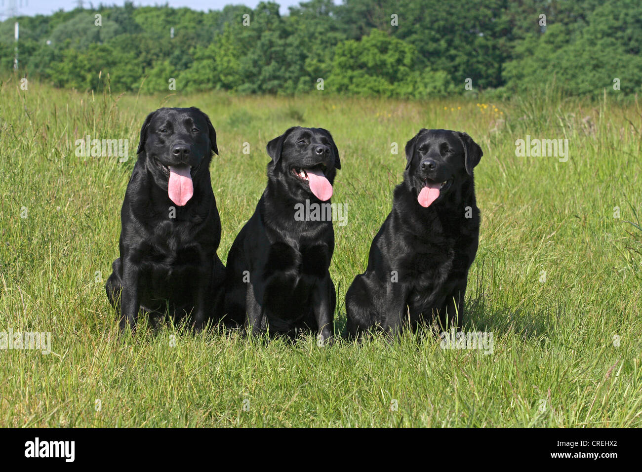 Labrador Retriever (Canis lupus f. familiaris), 3 Labrador Retrievers ...