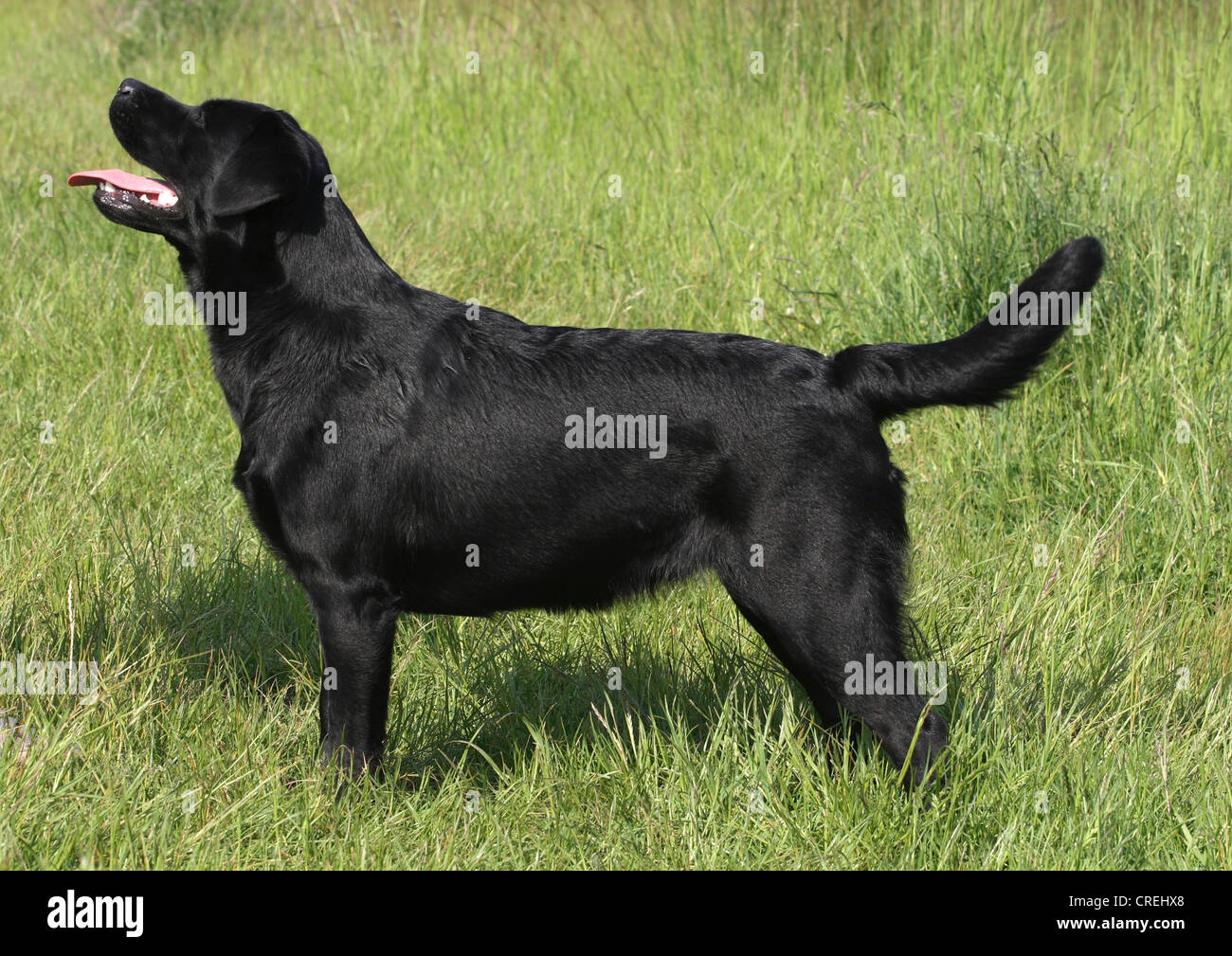 Black labrador retriever hi-res stock photography and images - Alamy
