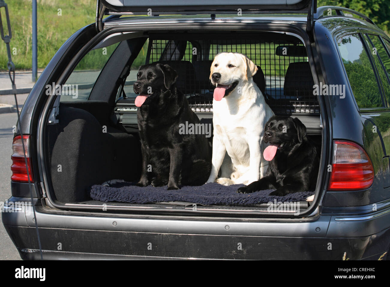 Labrador Retriever (Canis lupus f. familiaris), 3 Labrador Retrievers ...