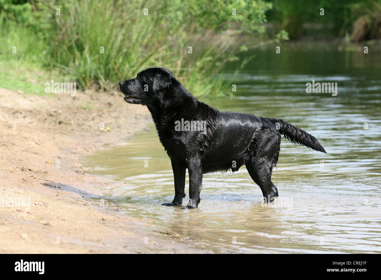 Black labrador standing up hi-res stock photography and images - Alamy