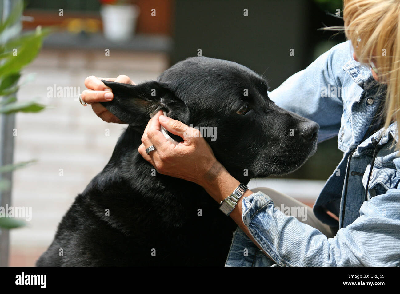 Labrador ears hi-res stock photography and images - Alamy