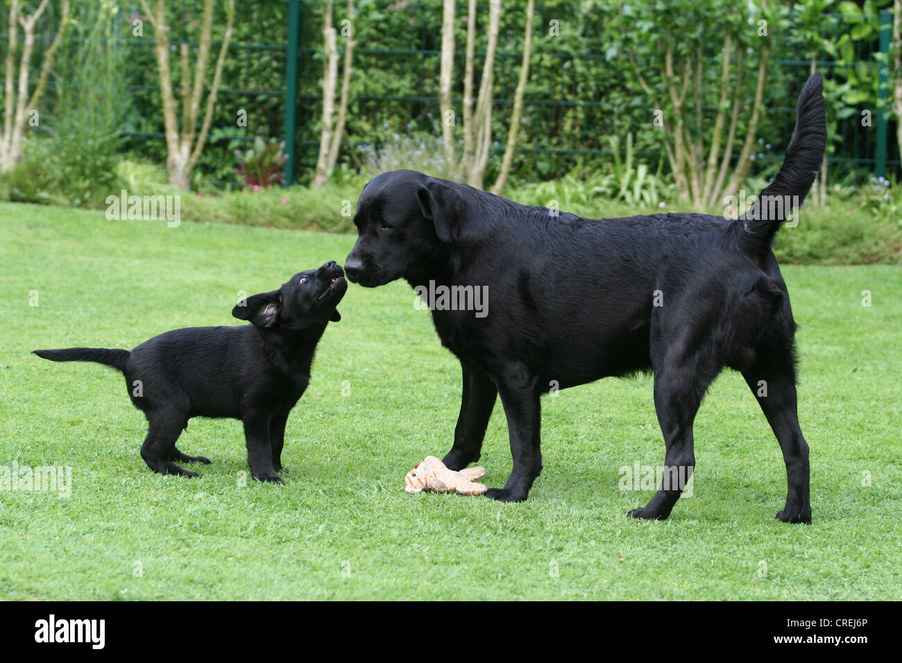 Labrador Retriever (Canis lupus f. familiaris), whelp, 9 weeks old ...