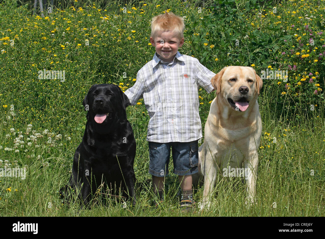 Black labrador youngster hi-res stock photography and images - Alamy