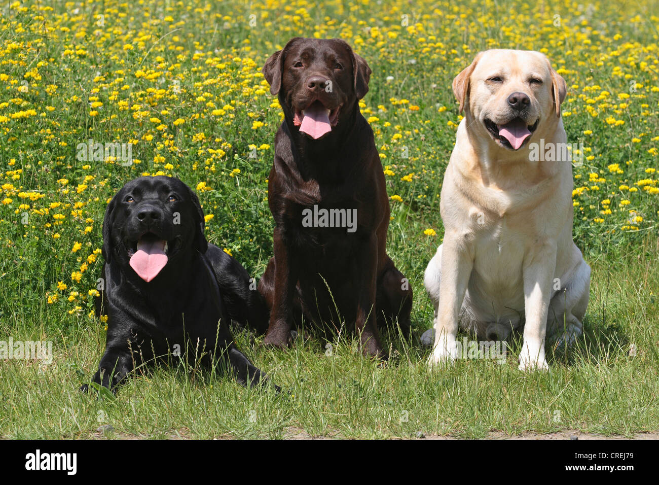 Labrador Retriever (Canis lupus f. familiaris), three individuals ...