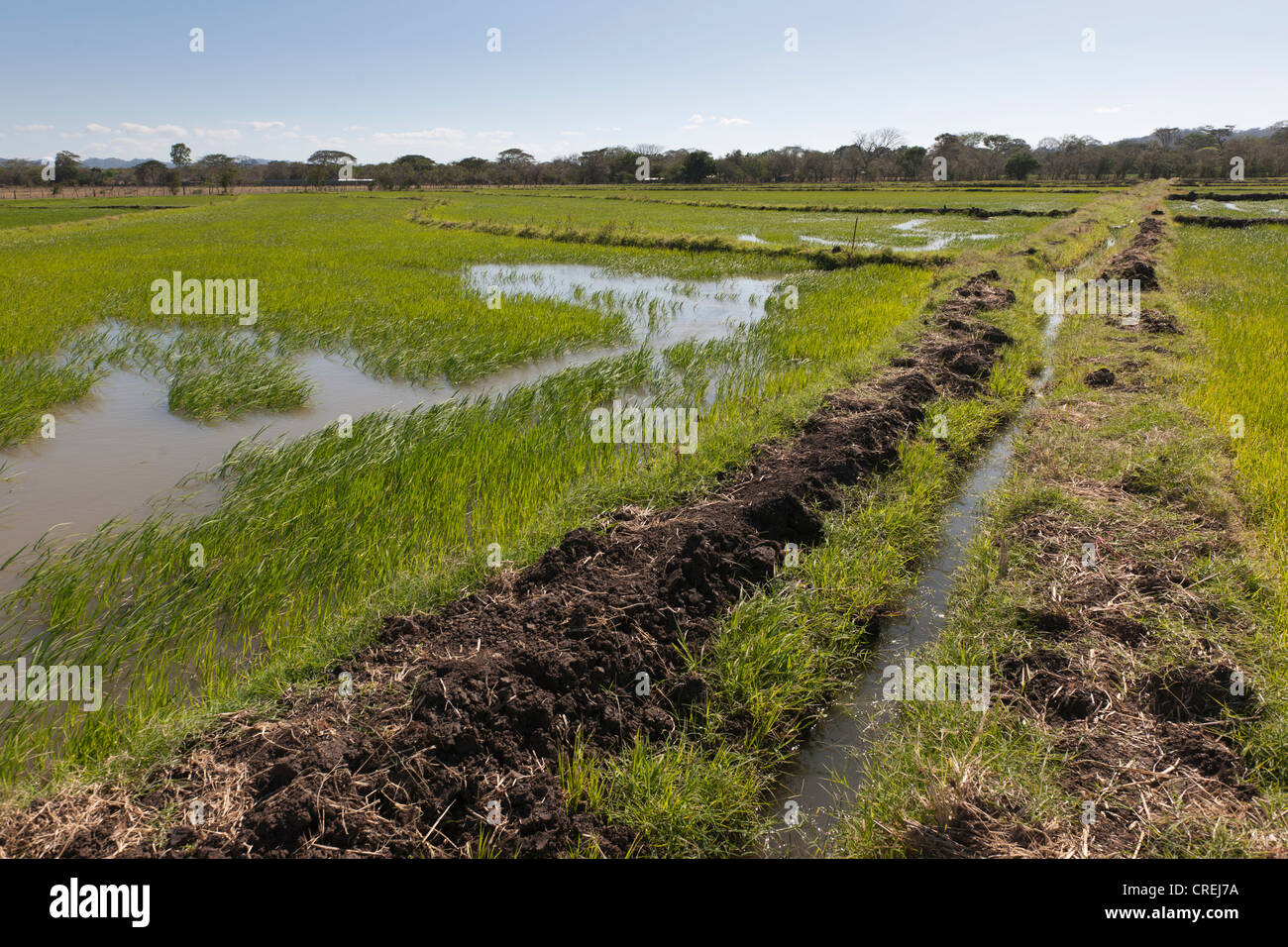 Irrigation rice cultivation in the southern plains, Nicaragua, Central ...