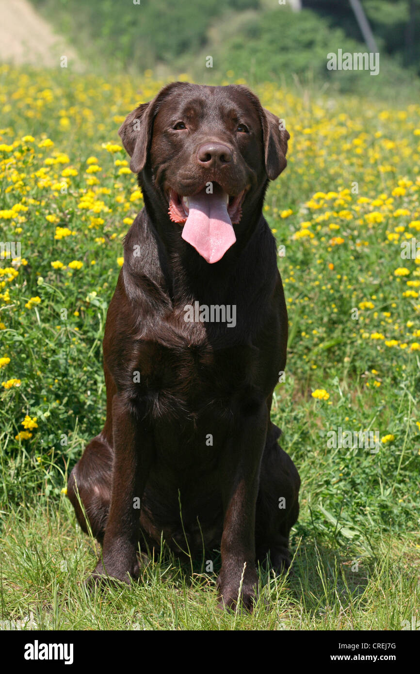 Black and yellow labrador retrievers hi-res stock photography and ...