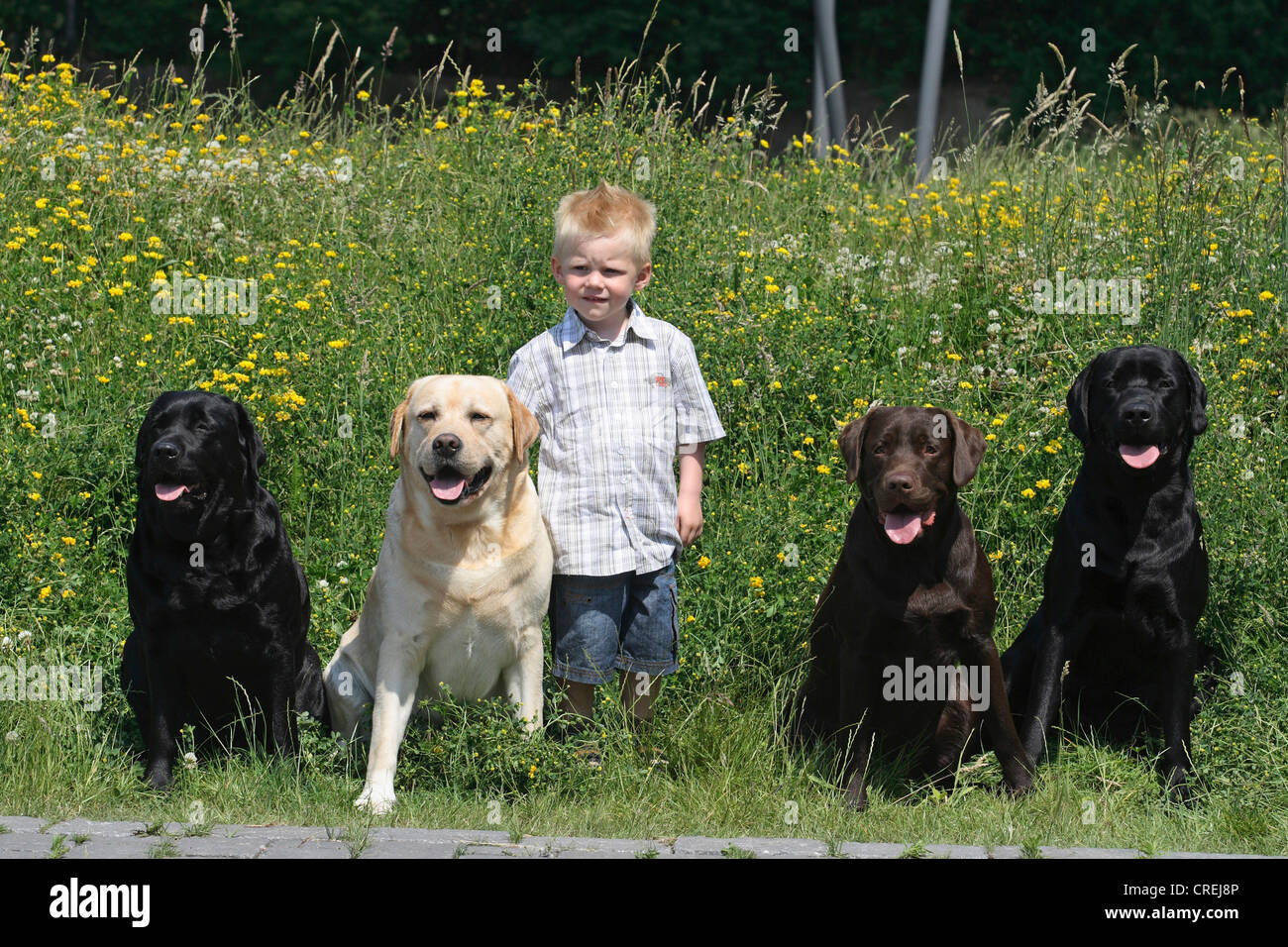 Labrador Retriever (Canis lupus f. familiaris), little boy with four ...