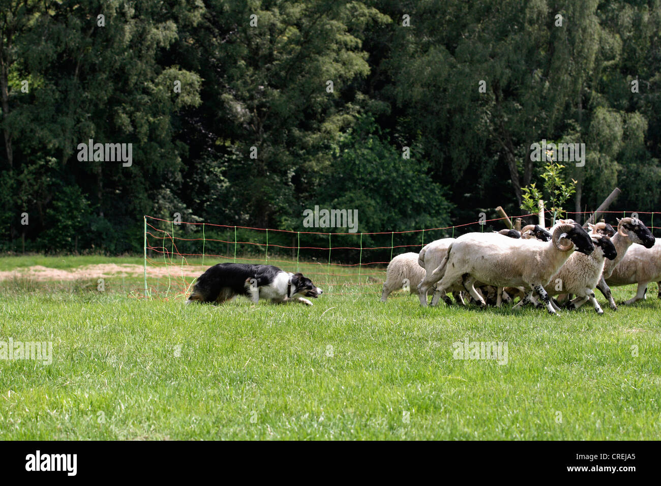 Border collie herding flock sheep hi-res stock photography and images ...