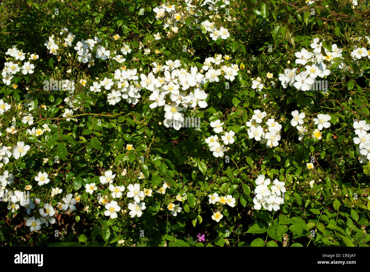 Kiftsgate hi-res stock photography and images - Alamy