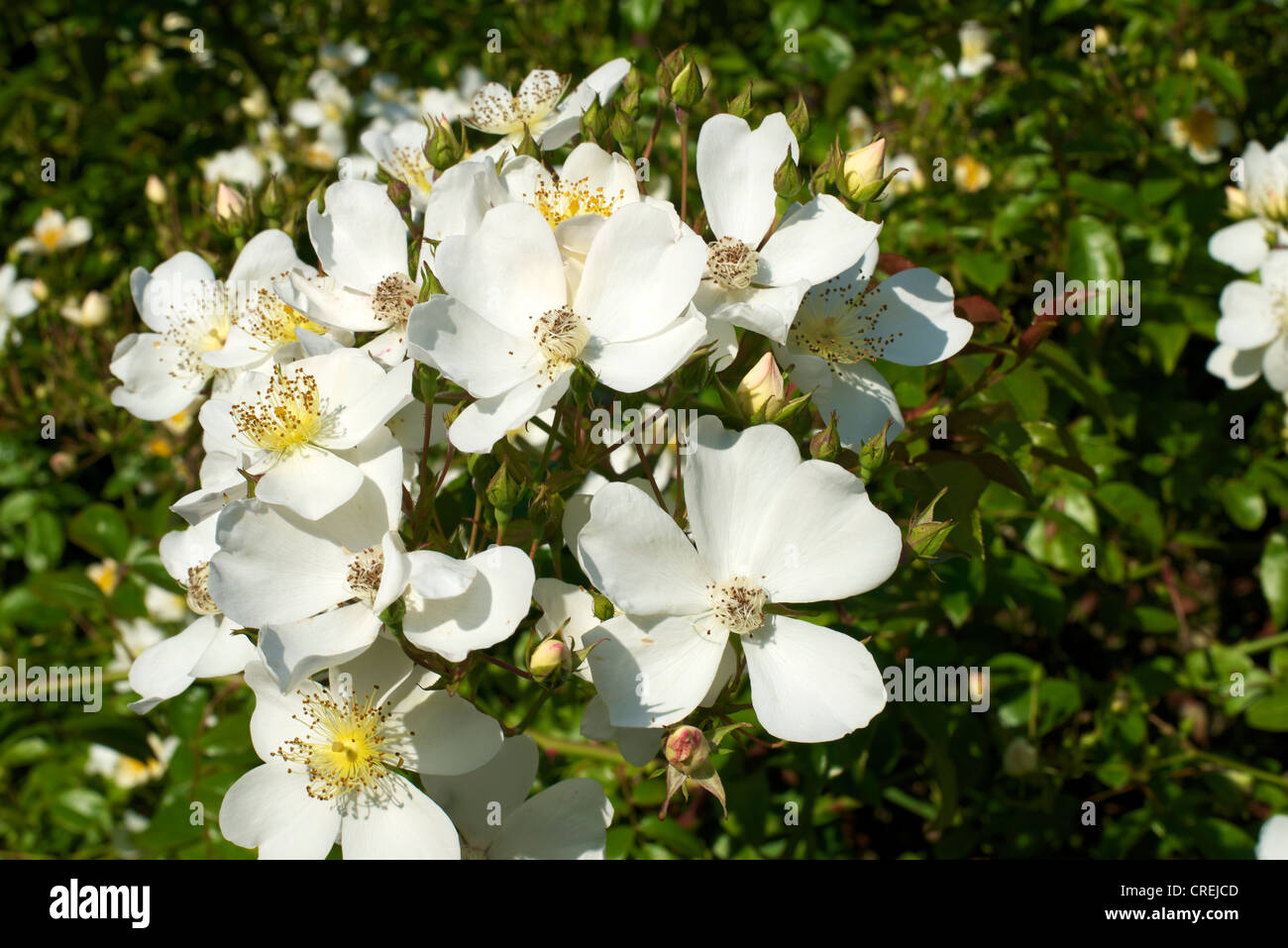 Kiftsgate rose hi-res stock photography and images - Alamy