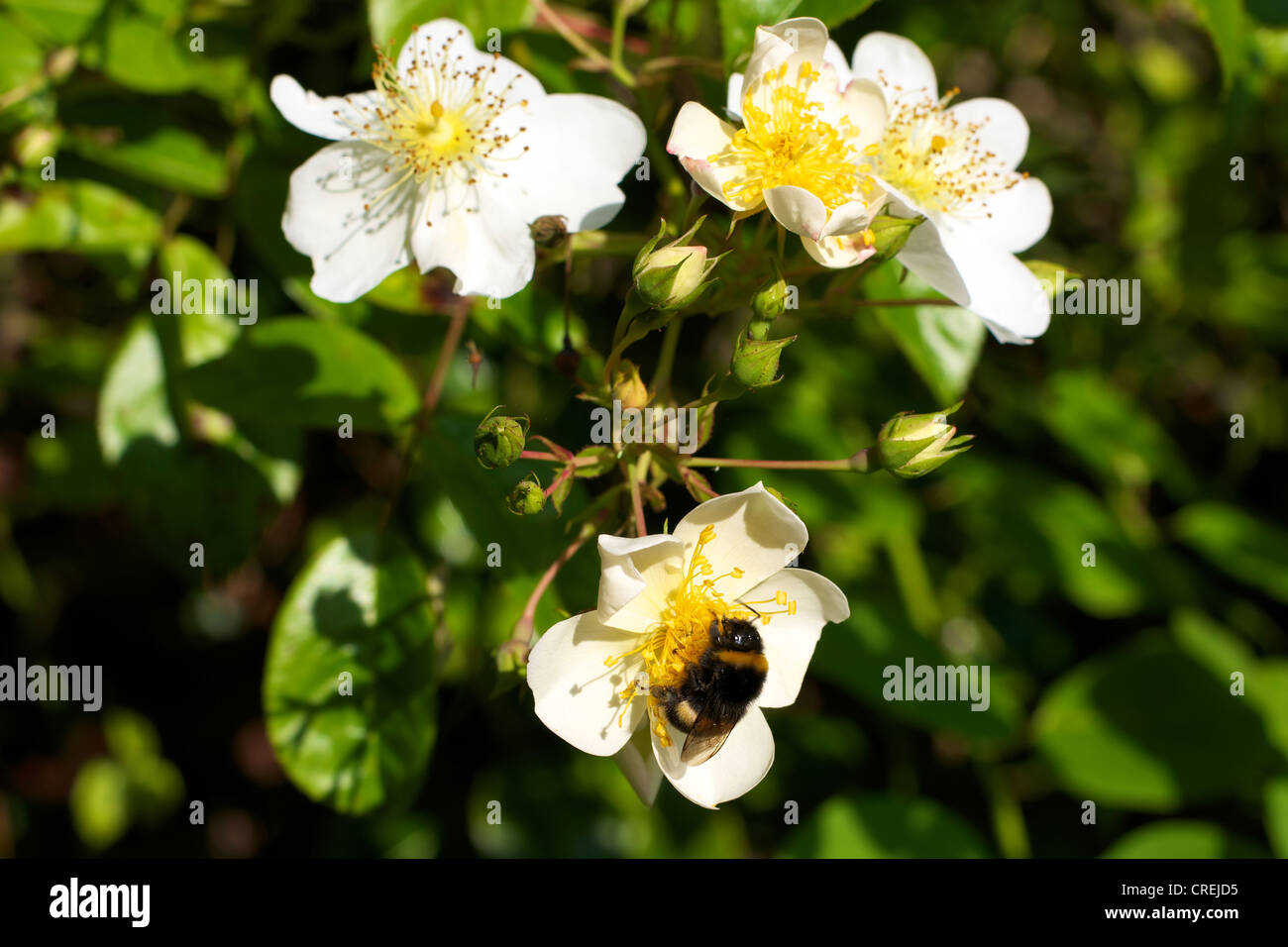 Kiftsgate rose hi-res stock photography and images - Alamy