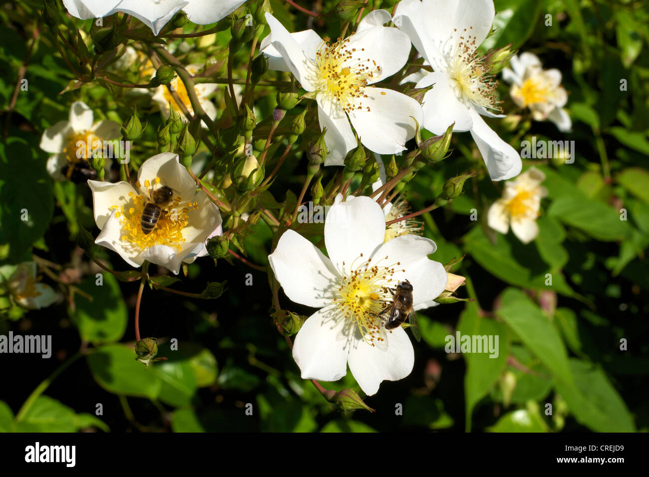 Kiftsgate rose hi-res stock photography and images - Alamy