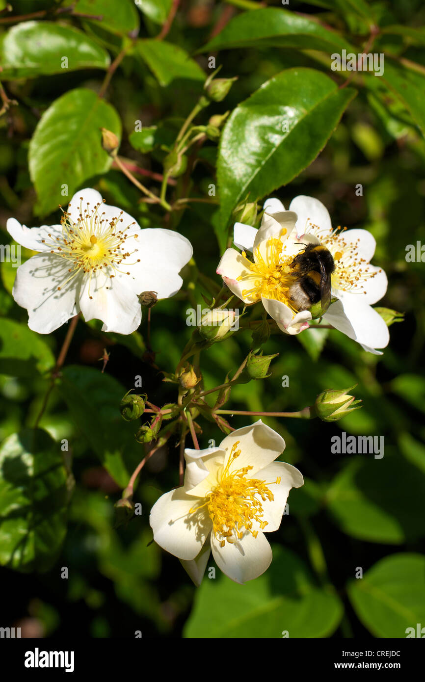 Kiftsgate rose hi-res stock photography and images - Alamy
