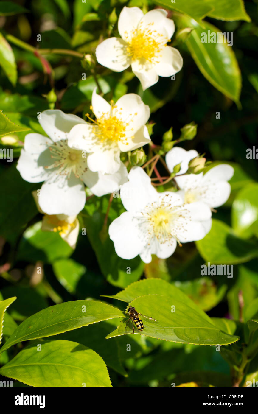 Kiftsgate rose hi-res stock photography and images - Alamy