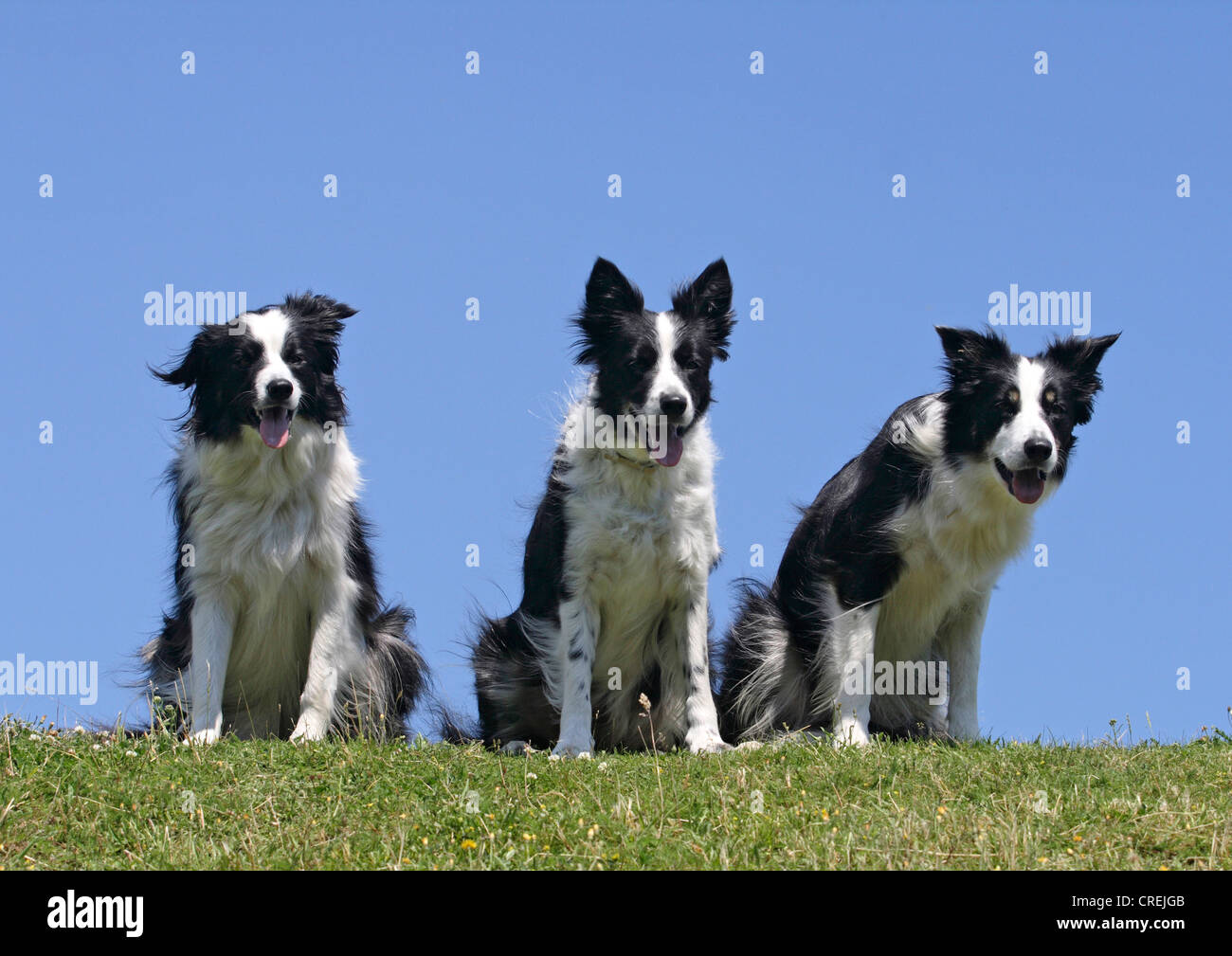 Border collie side view hi-res stock photography and images - Alamy