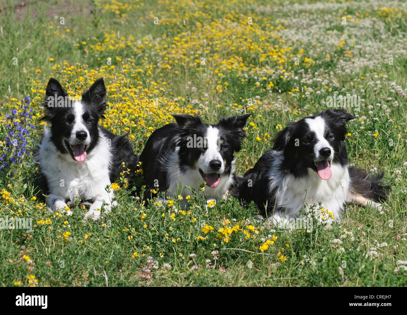 Border Collie Side View High Resolution Stock Photography and Images ...