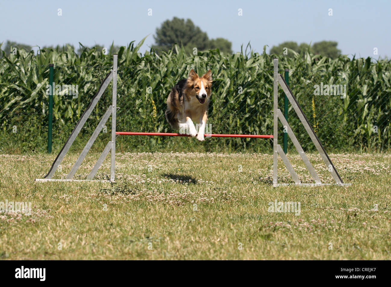 Border Collie (Canis lupus f. familiaris), jumping over a hurdle Stock ...