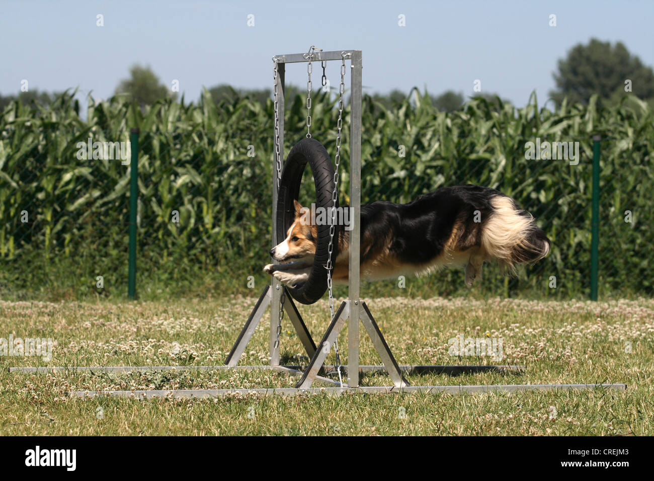 Border Collie (Canis lupus f. familiaris), jumping through a tire Stock ...