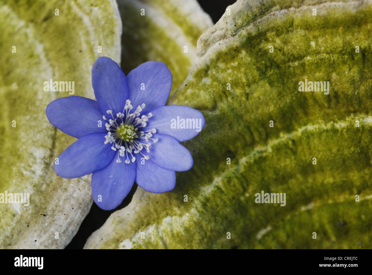 hepatica liverleaf, American liverwort (Hepatica nobilis), flower ...