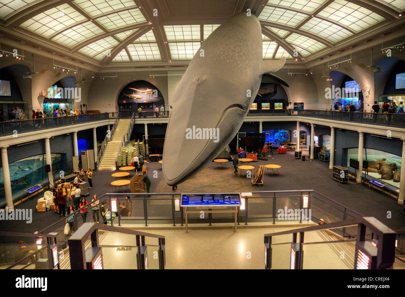 Blue Whale lifesize display in the Hall of Ocean Life, American Museum ...
