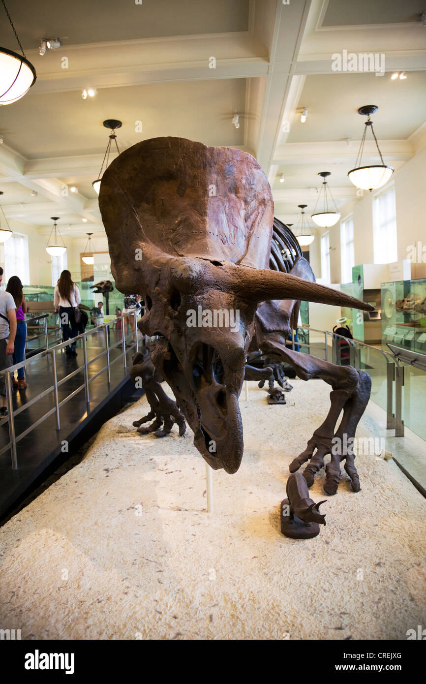 New York City Natural History Museum skeleton dinosaur section full ...