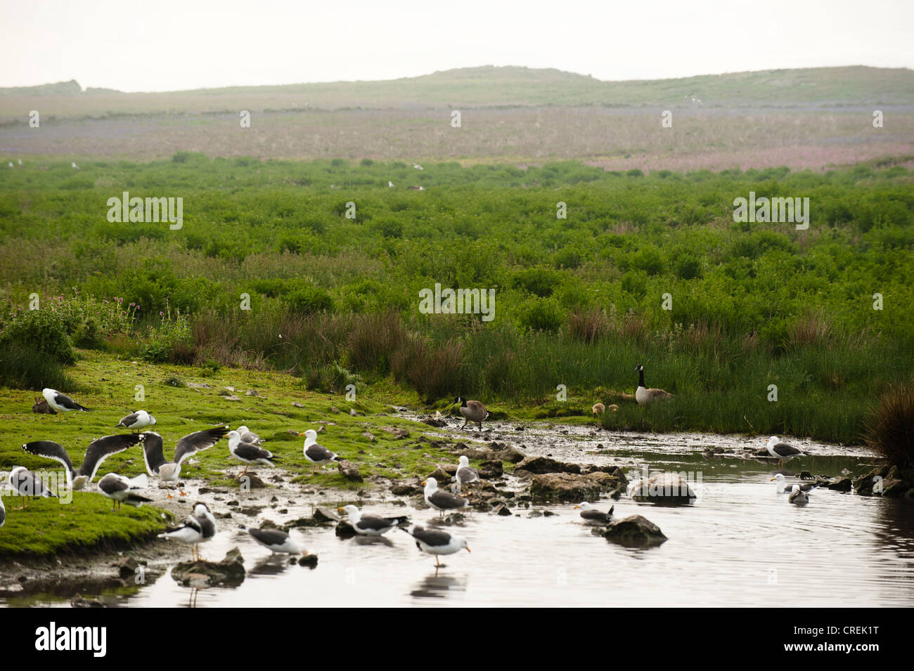 Black mere pond hi-res stock photography and images - Alamy