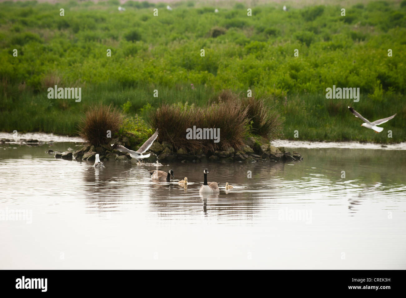 Black mere pond hi-res stock photography and images - Alamy