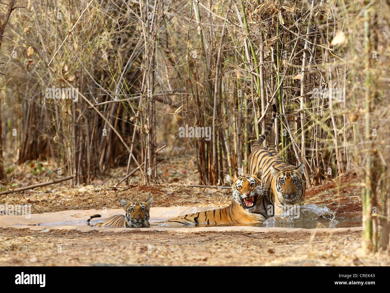 Angry tiger hi-res stock photography and images - Alamy