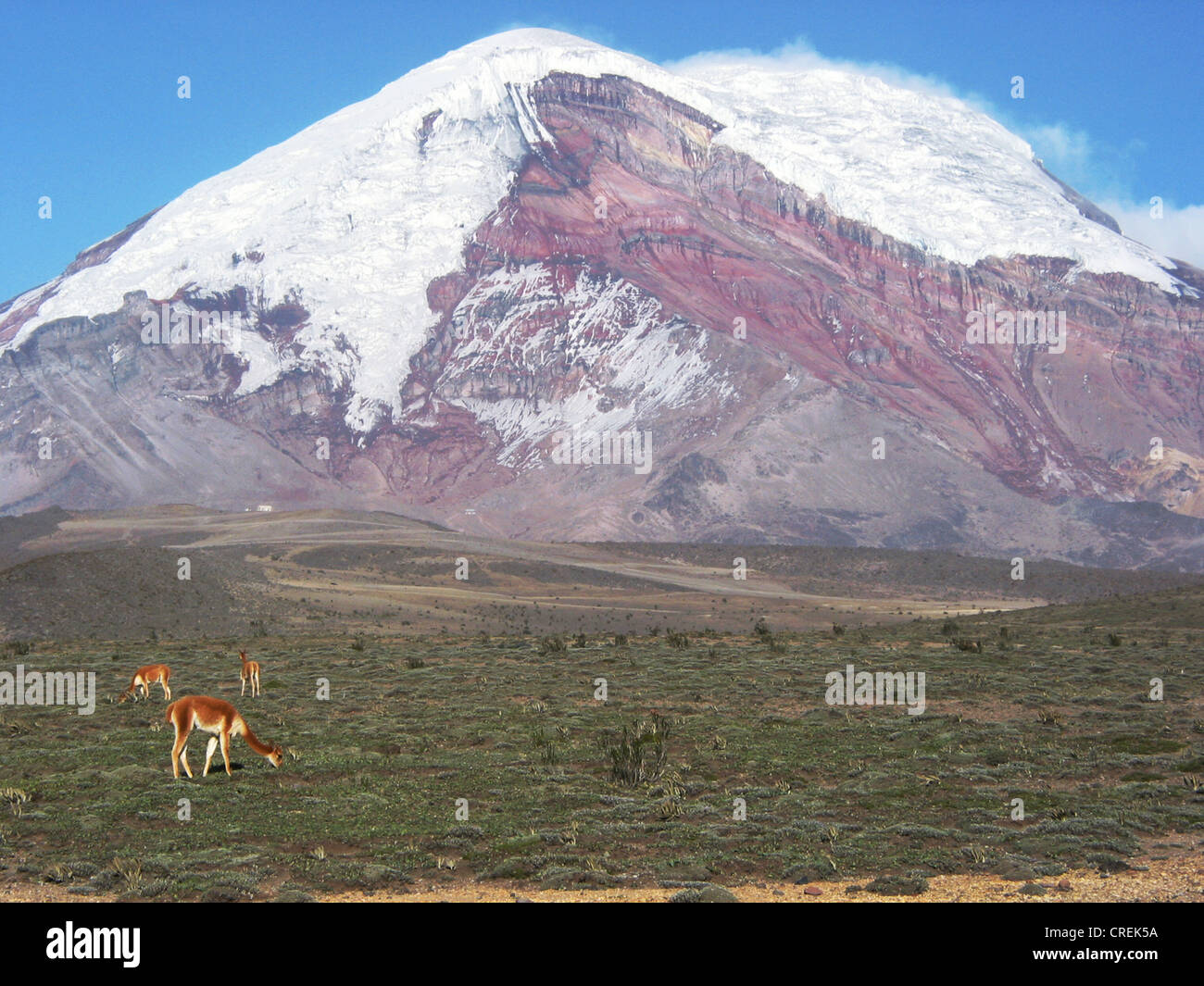 guanaco (Lama guanicoe), Chimborazo volcano covered by glaciers and ...