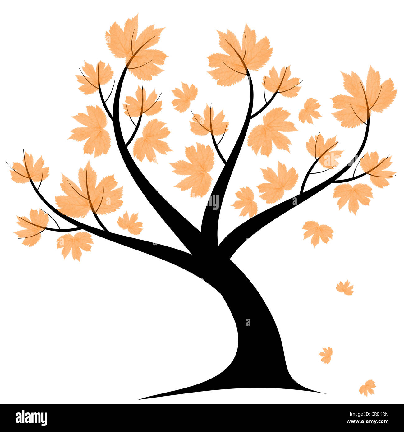 Beautiful autumn tree isolated on white background Stock Photo - Alamy