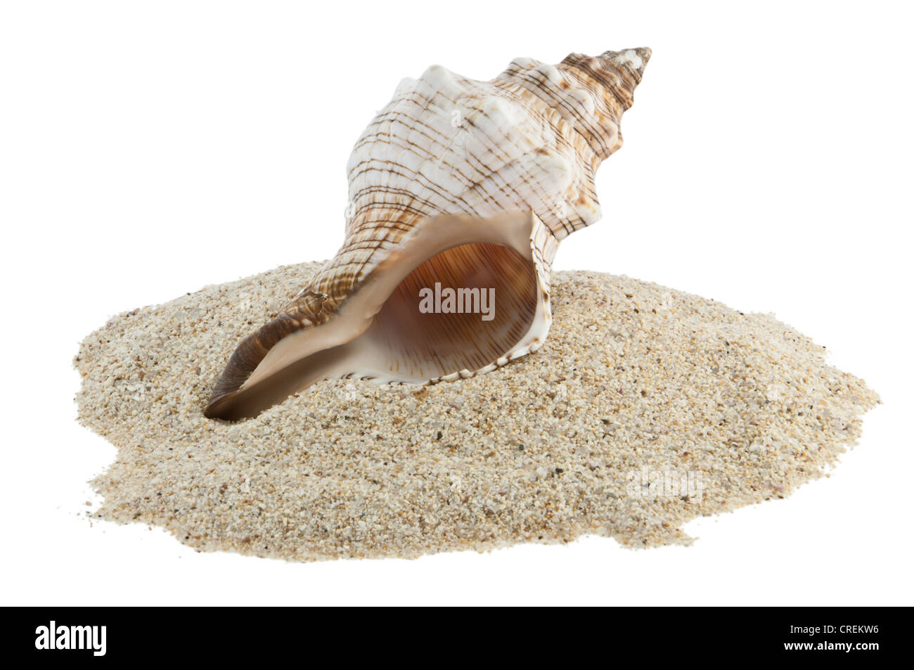 Closeup shell picture isolated on white background Stock Photo - Alamy