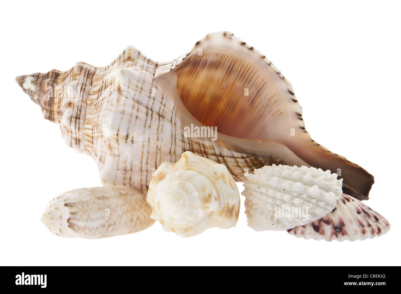 Some shells isolated on white background Stock Photo - Alamy