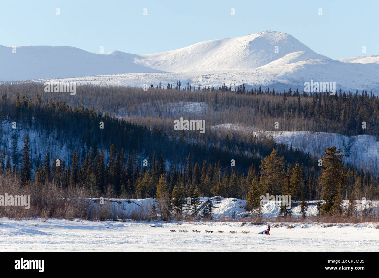 Running dog team, sled dogs, mushing, Alaskan Huskies at the start of ...