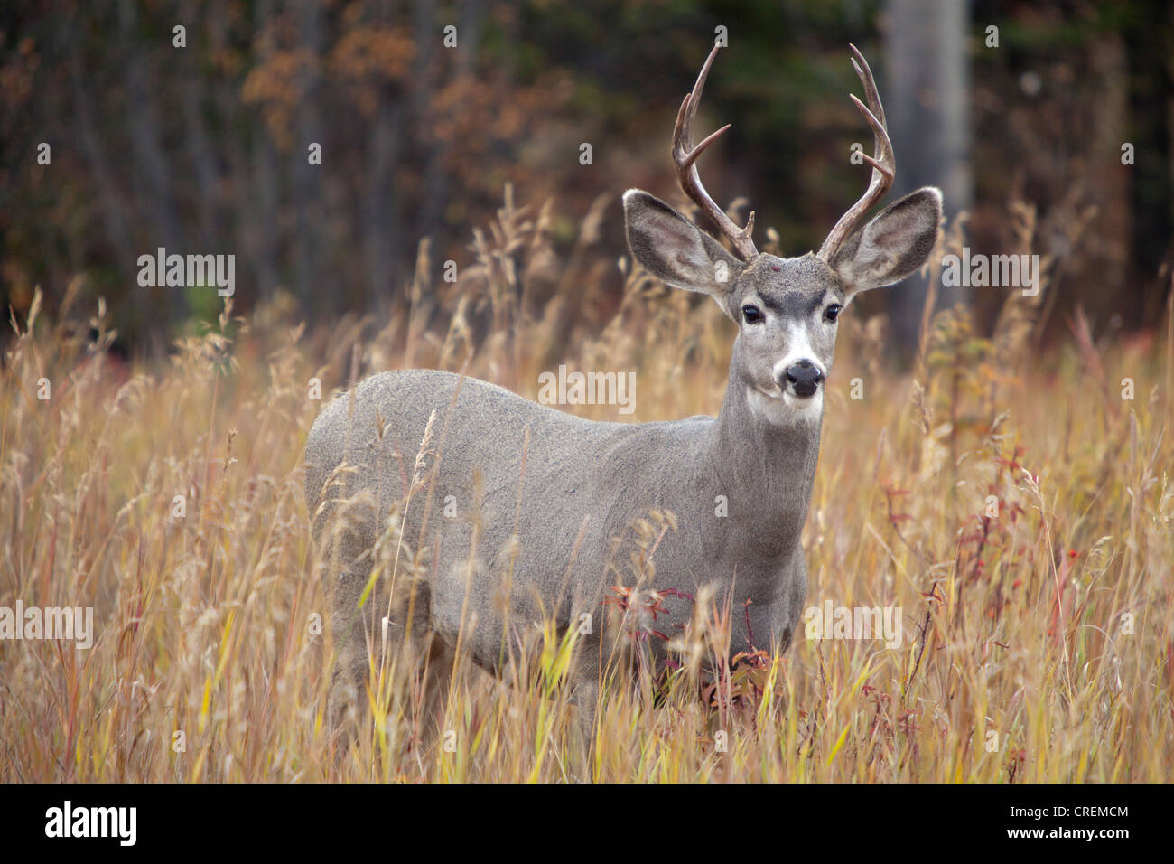 Mule deer (Odocoileus hemionus) buck, male, feeding on rose hip, Yukon ...