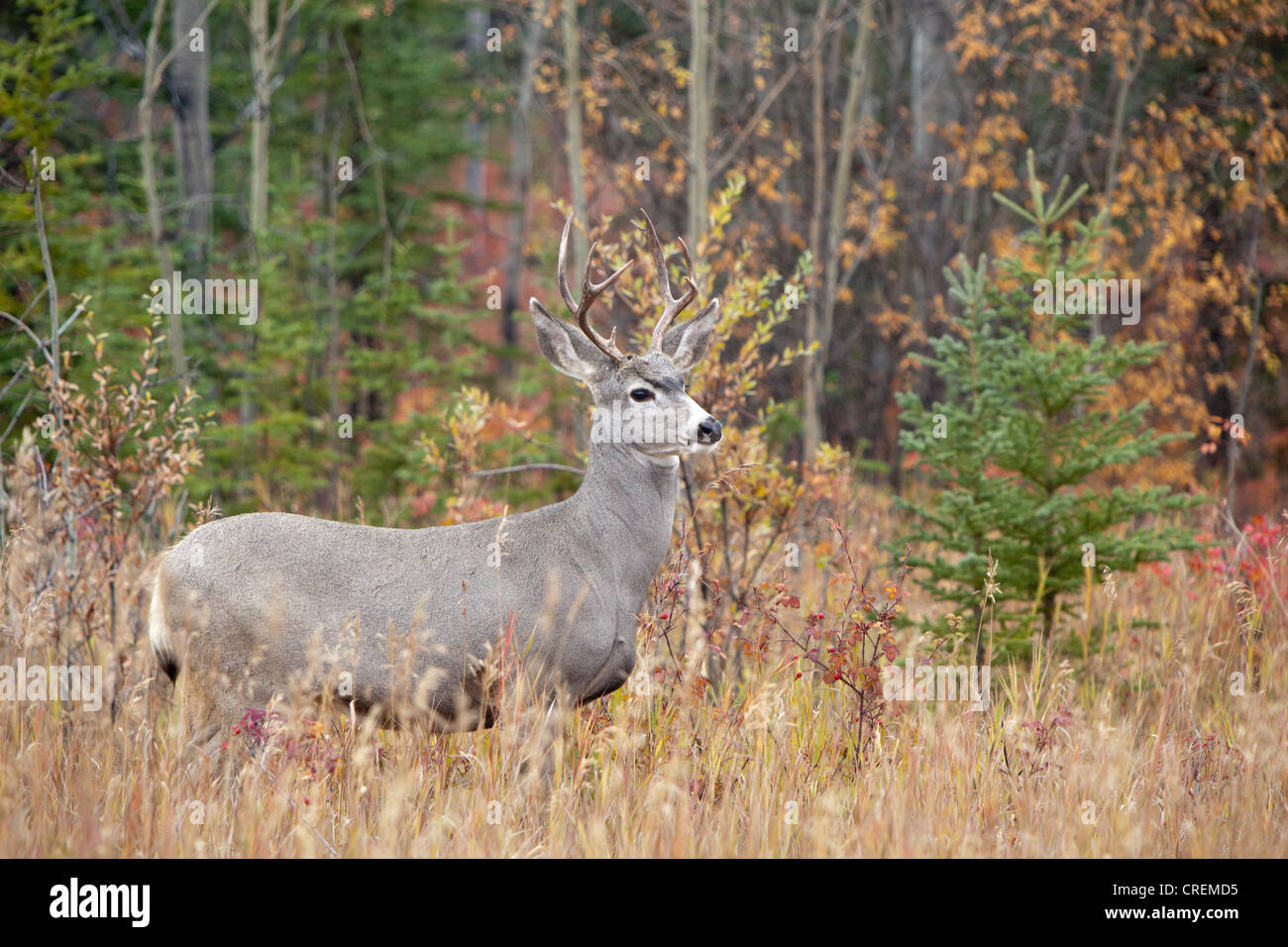 Mule deer (Odocoileus hemionus) buck, male, feeding on rose hip, Yukon ...