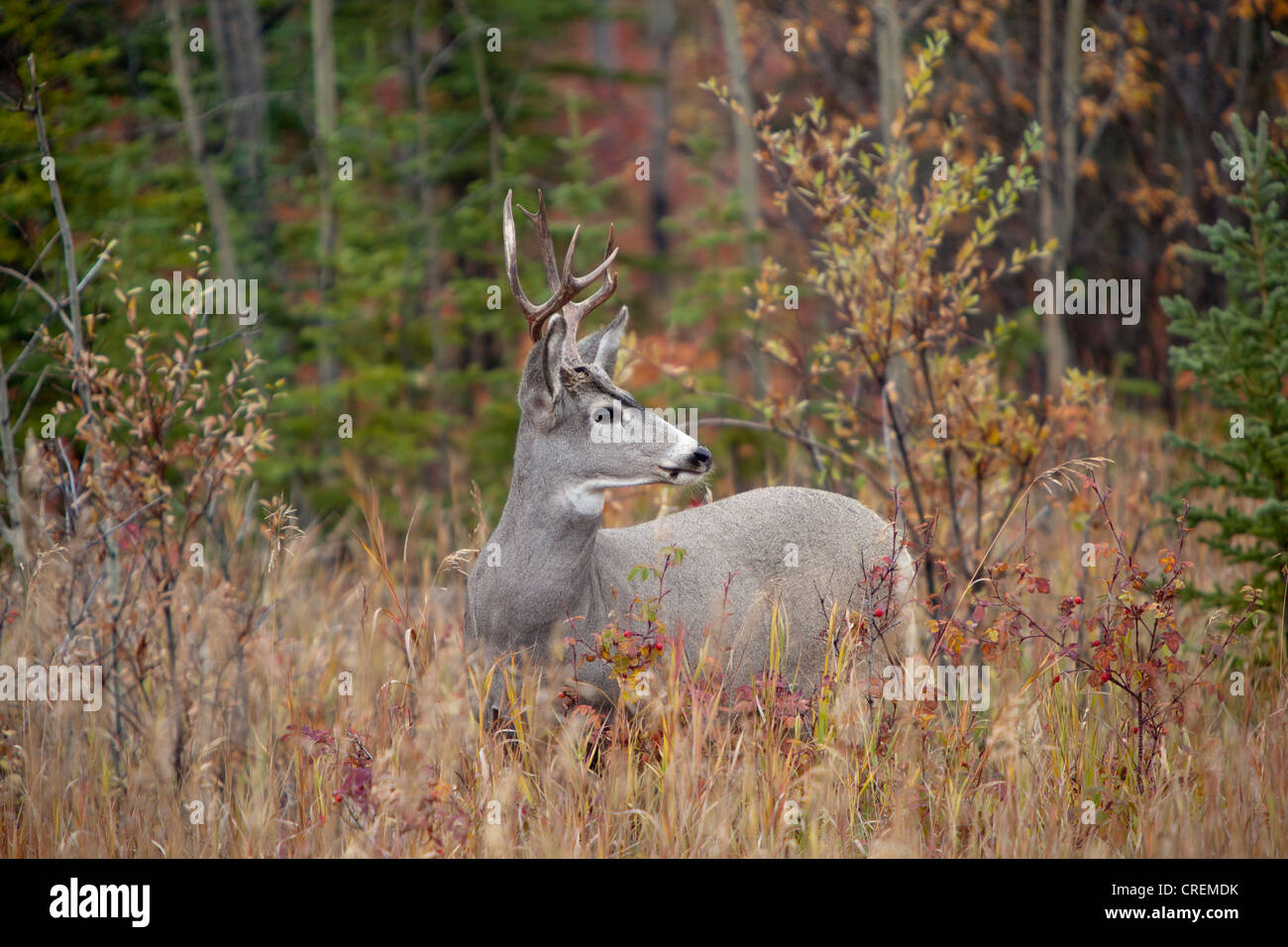 Mule deer (Odocoileus hemionus) buck, male, feeding on rose hip, Yukon ...